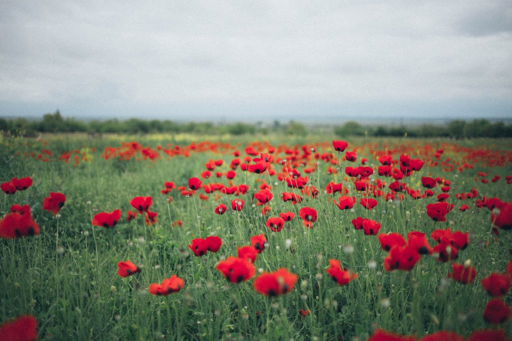 Anzac Day Dr Caprara Dental Anzac Day Dr Caprara Dental